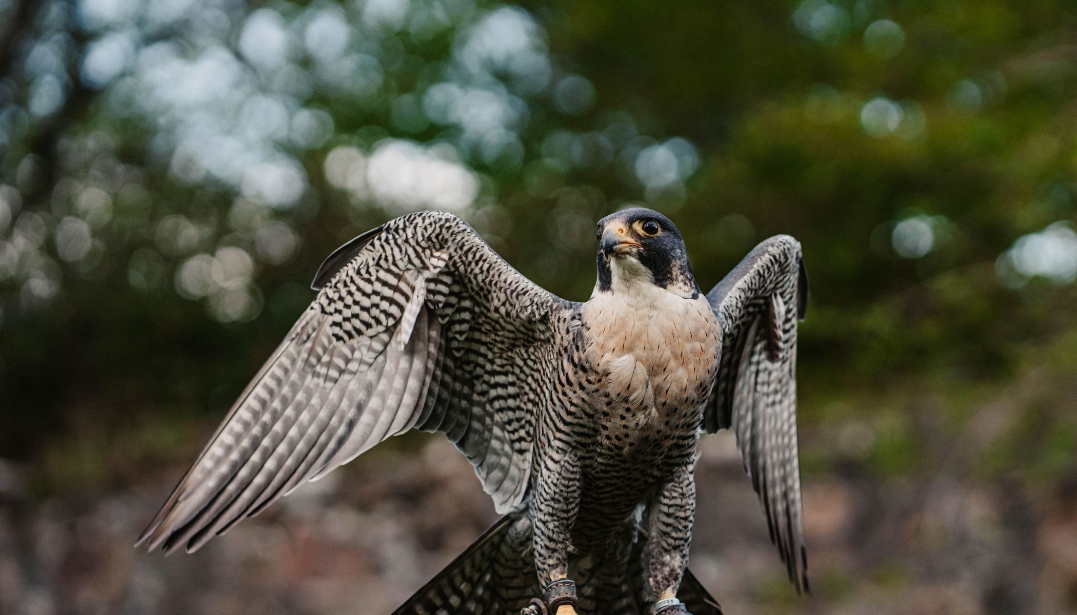 Falconry Centre in the West Highlands Near Gairloch - Shieldaig Lodge