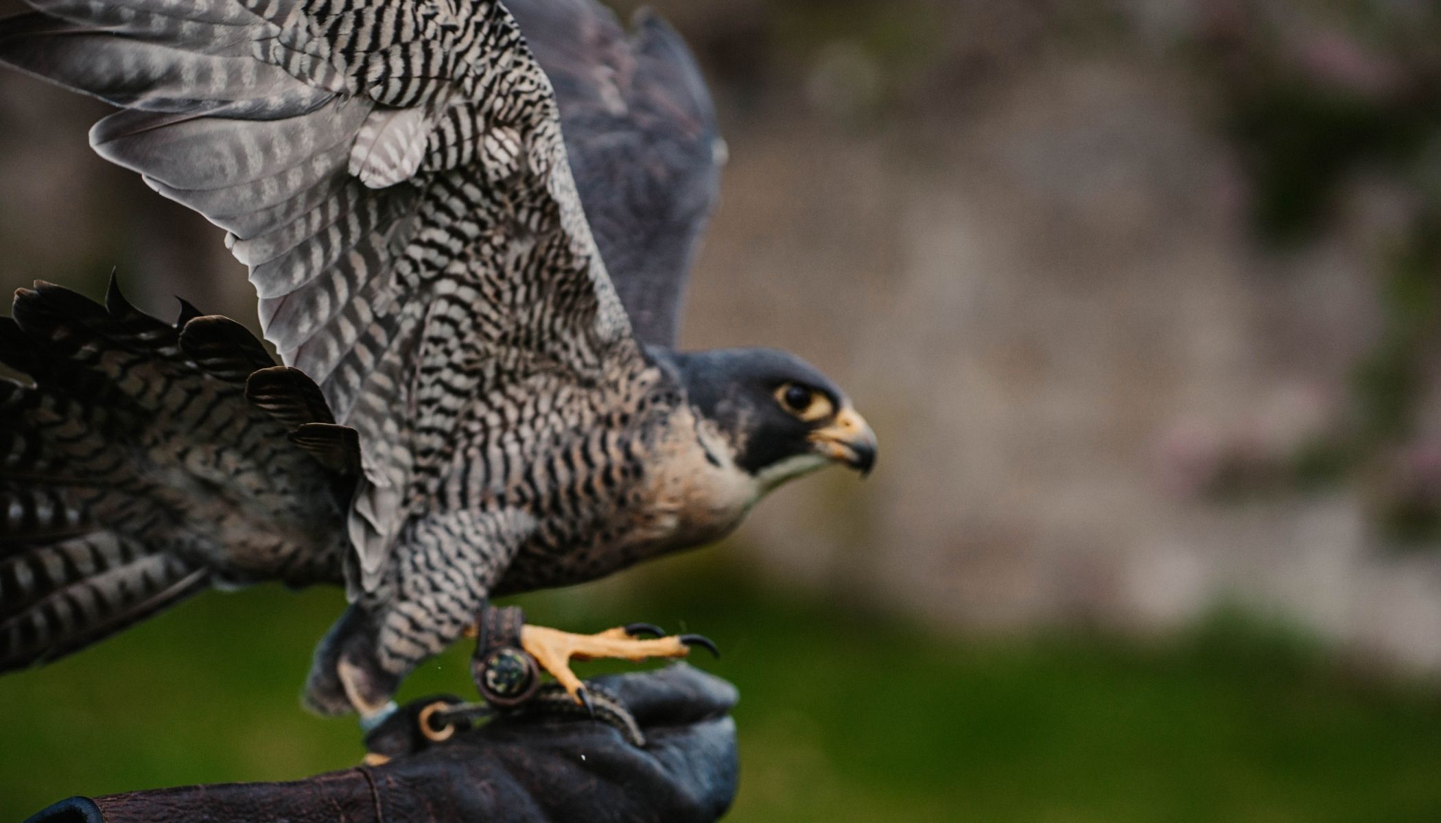 Falconry Centre in the West Highlands Near Gairloch - Shieldaig Lodge
